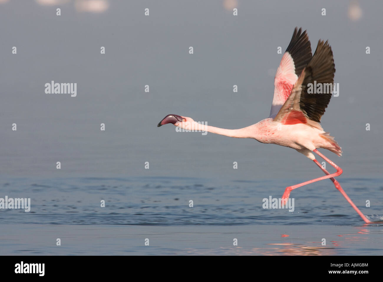 Lesser Flamingo takes flight, Lake Nakuru, Kenya Stock Photo - Alamy