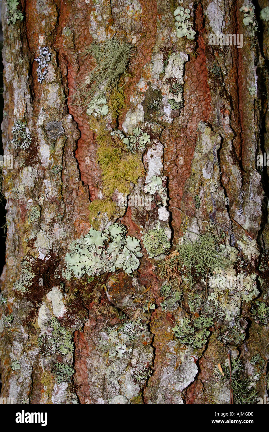 Tropical lichens on tree bark Stock Photo - Alamy