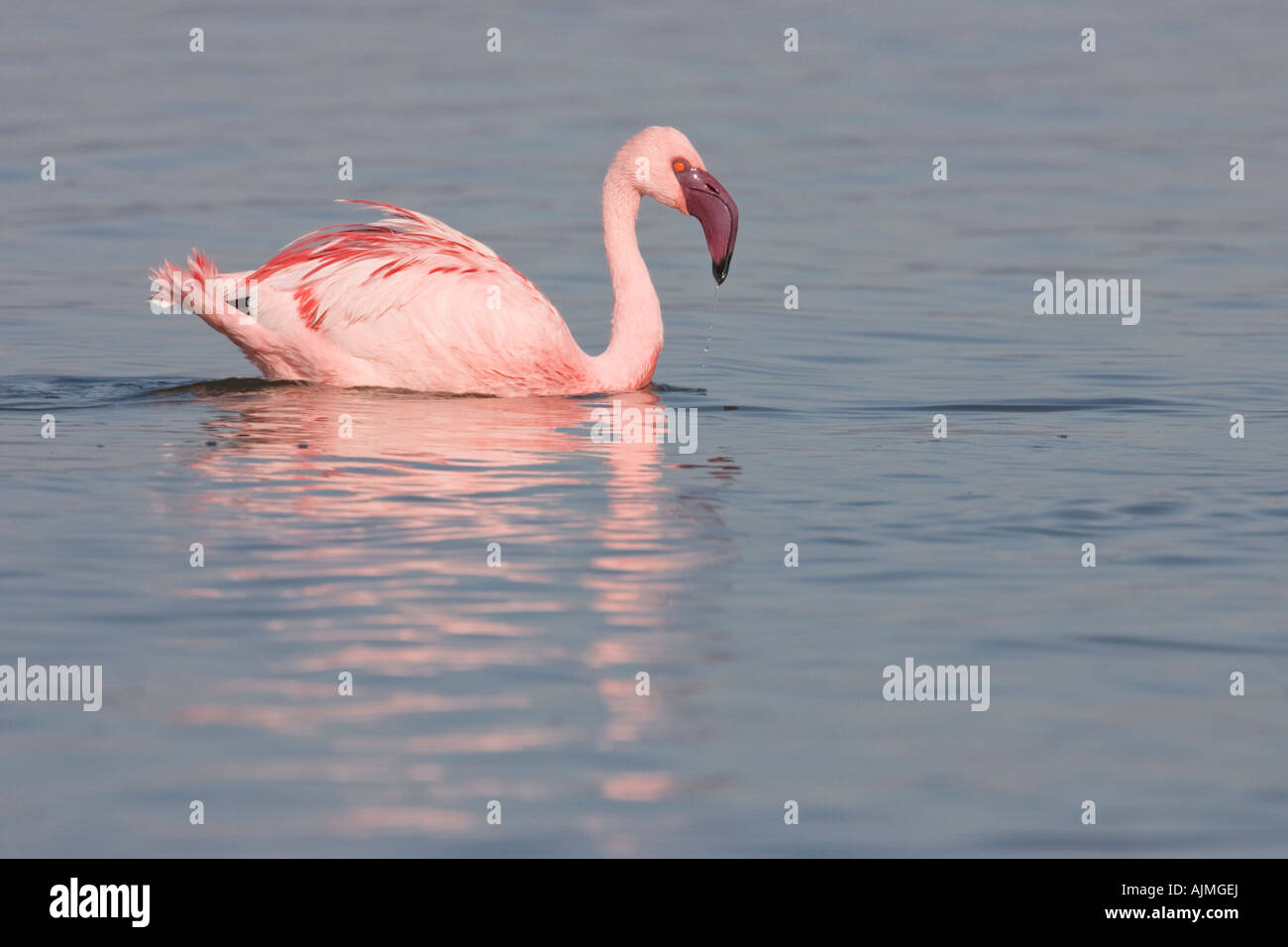 Lesser Flamingo, Lake Nakuru, Kenya Stock Photo - Alamy