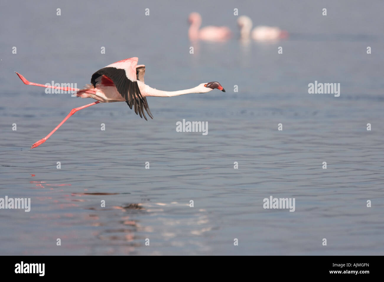 Lesser Flamingo takes flight, Lake Nakuru, Kenya Stock Photo - Alamy