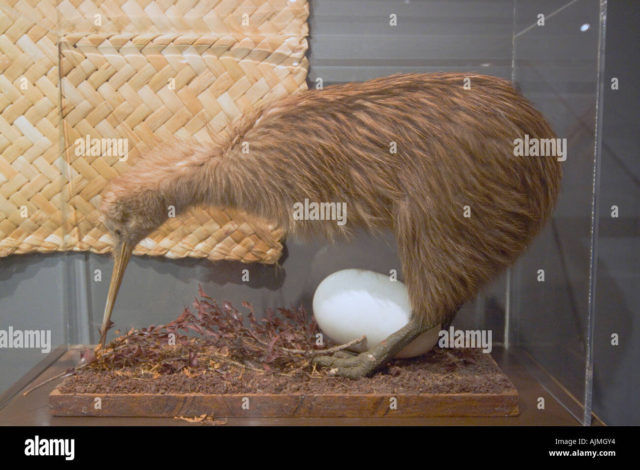 Kiwi bird egg hi-res stock photography and images - Alamy