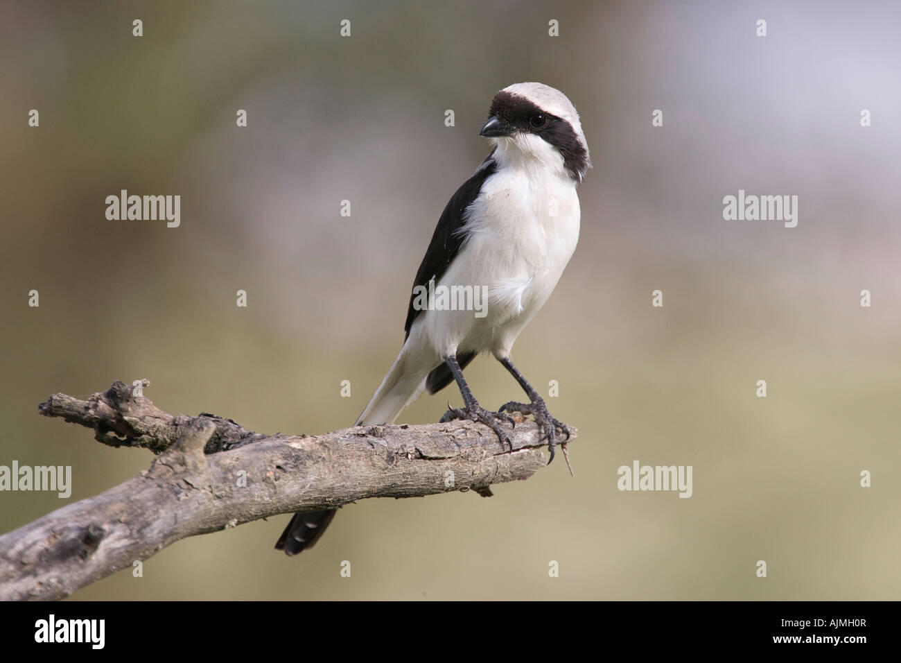 Grey backed shrikes hi-res stock photography and images - Alamy