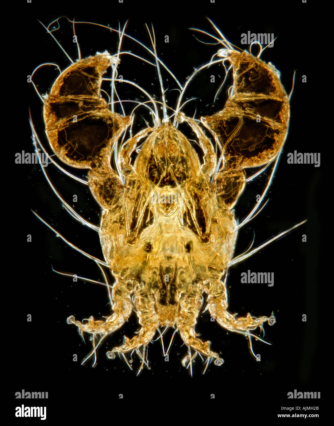 Mites micrograph hi-res stock photography and images - Alamy