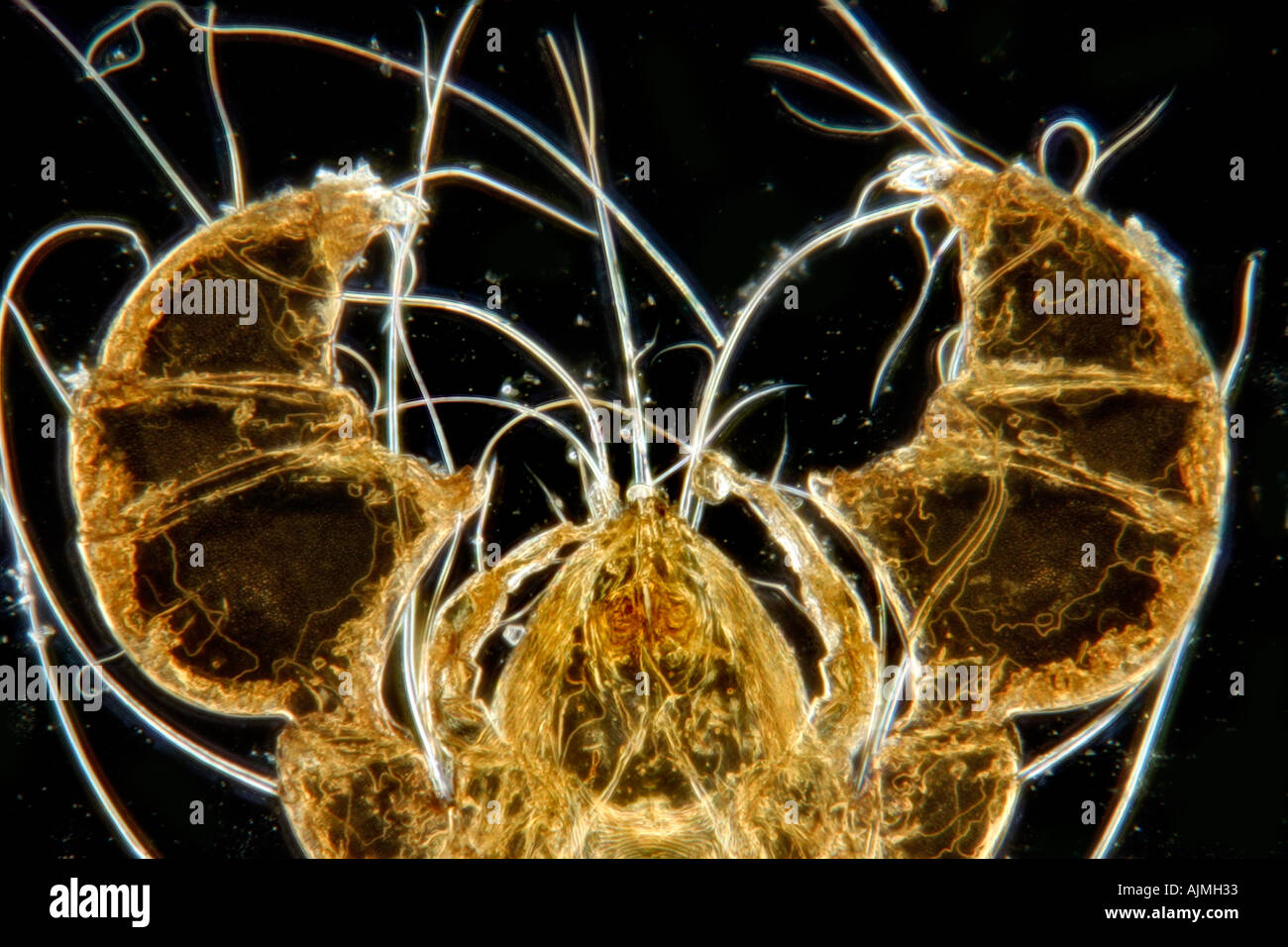 Bird mite parasite hi-res stock photography and images - Alamy
