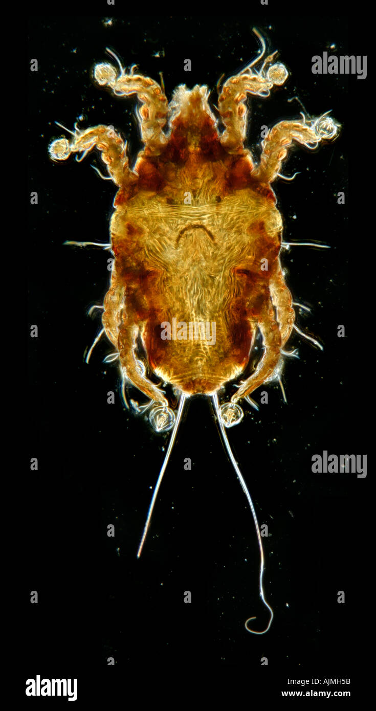 Bird mite parasite hi-res stock photography and images - Alamy