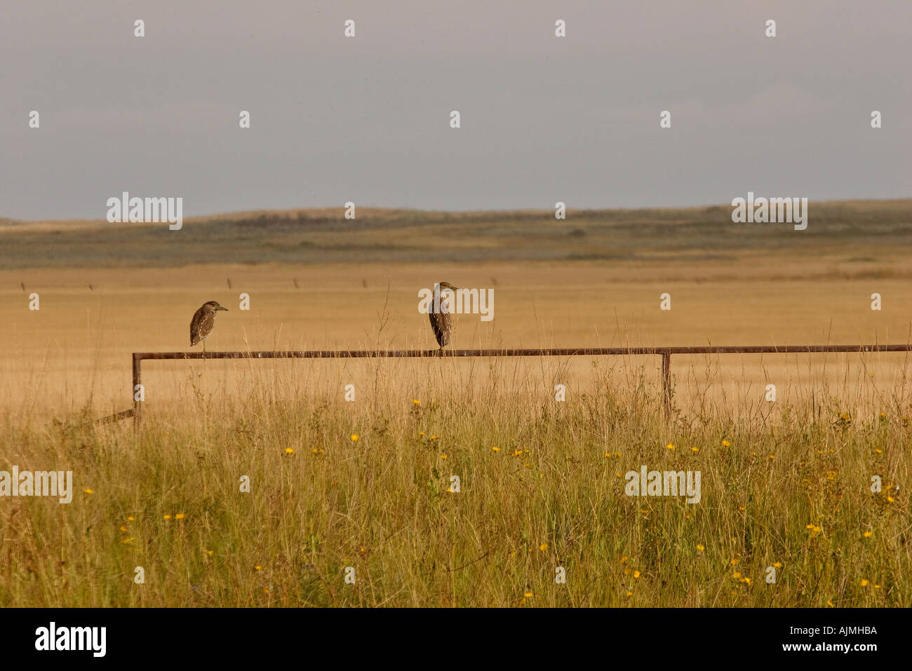 American bittern in habitat hi-res stock photography and images - Alamy