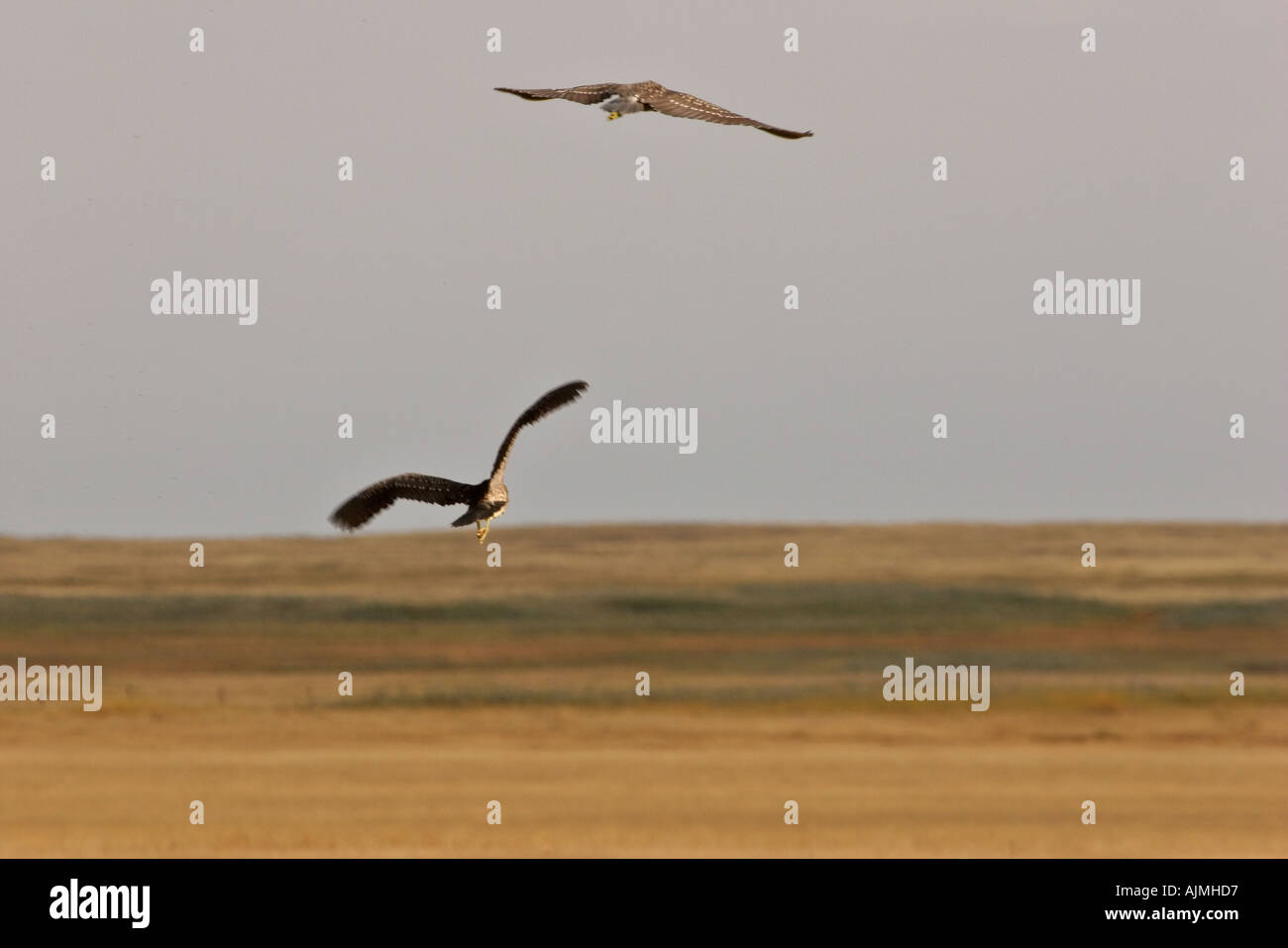 Two american bitterns hi-res stock photography and images - Alamy