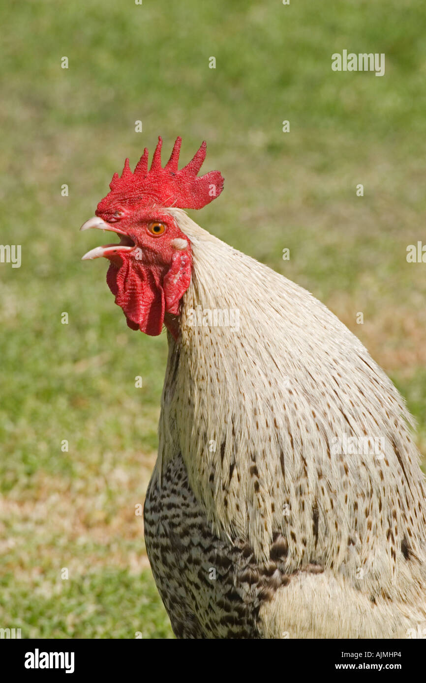 Free Range Farm Rooster Barred Rock Stock Photo - Alamy
