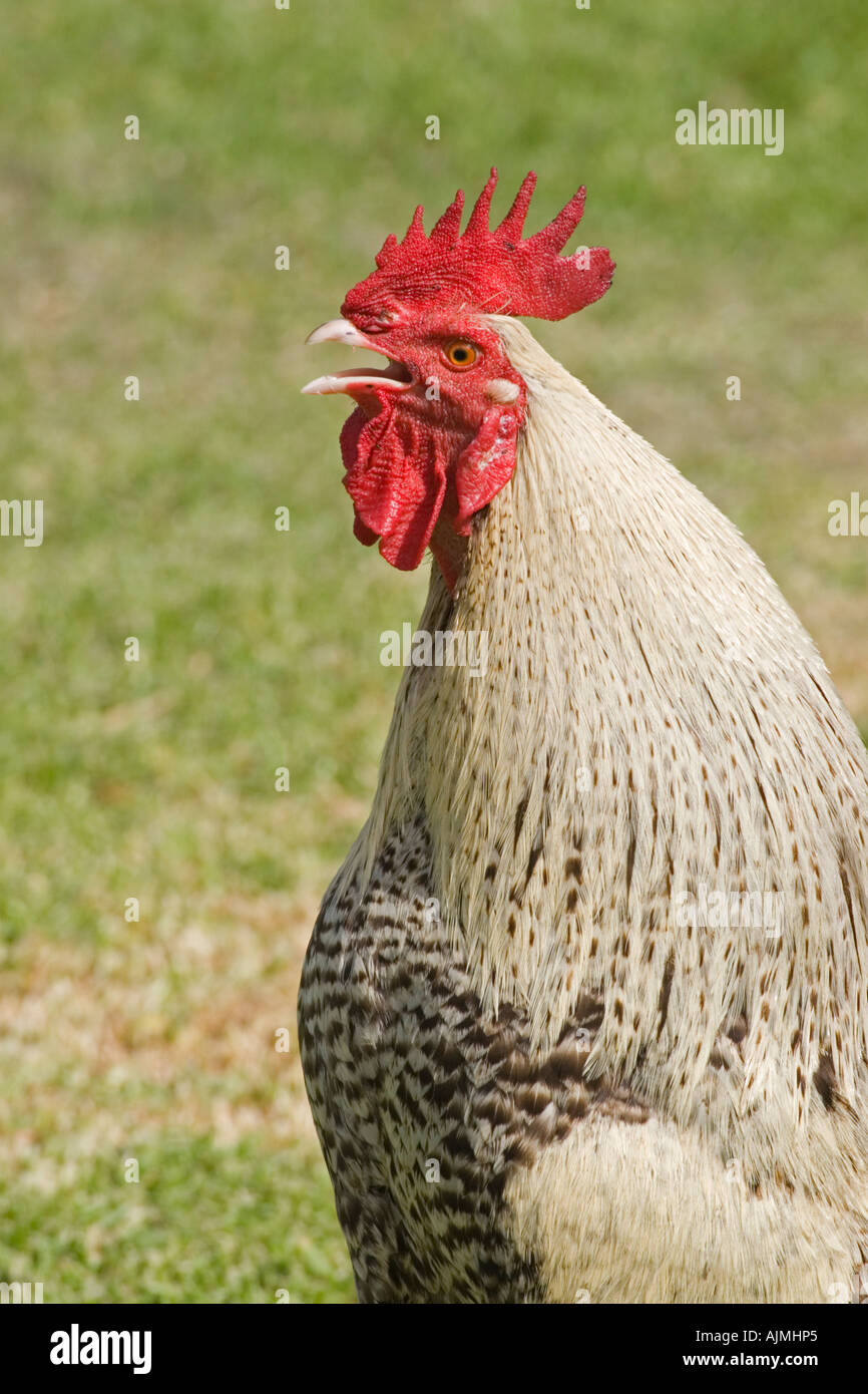 Free Range Farm Rooster Barred Rock Stock Photo - Alamy