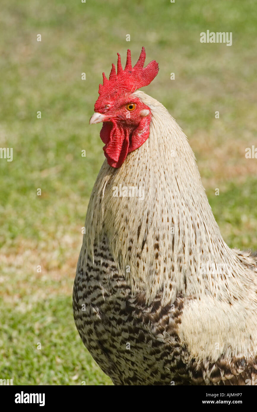 Free Range Farm Rooster Barred Rock Stock Photo - Alamy