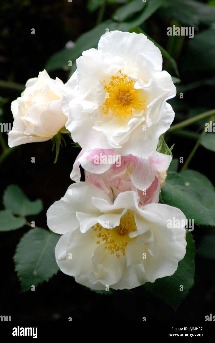 Old english roses hi-res stock photography and images - Alamy