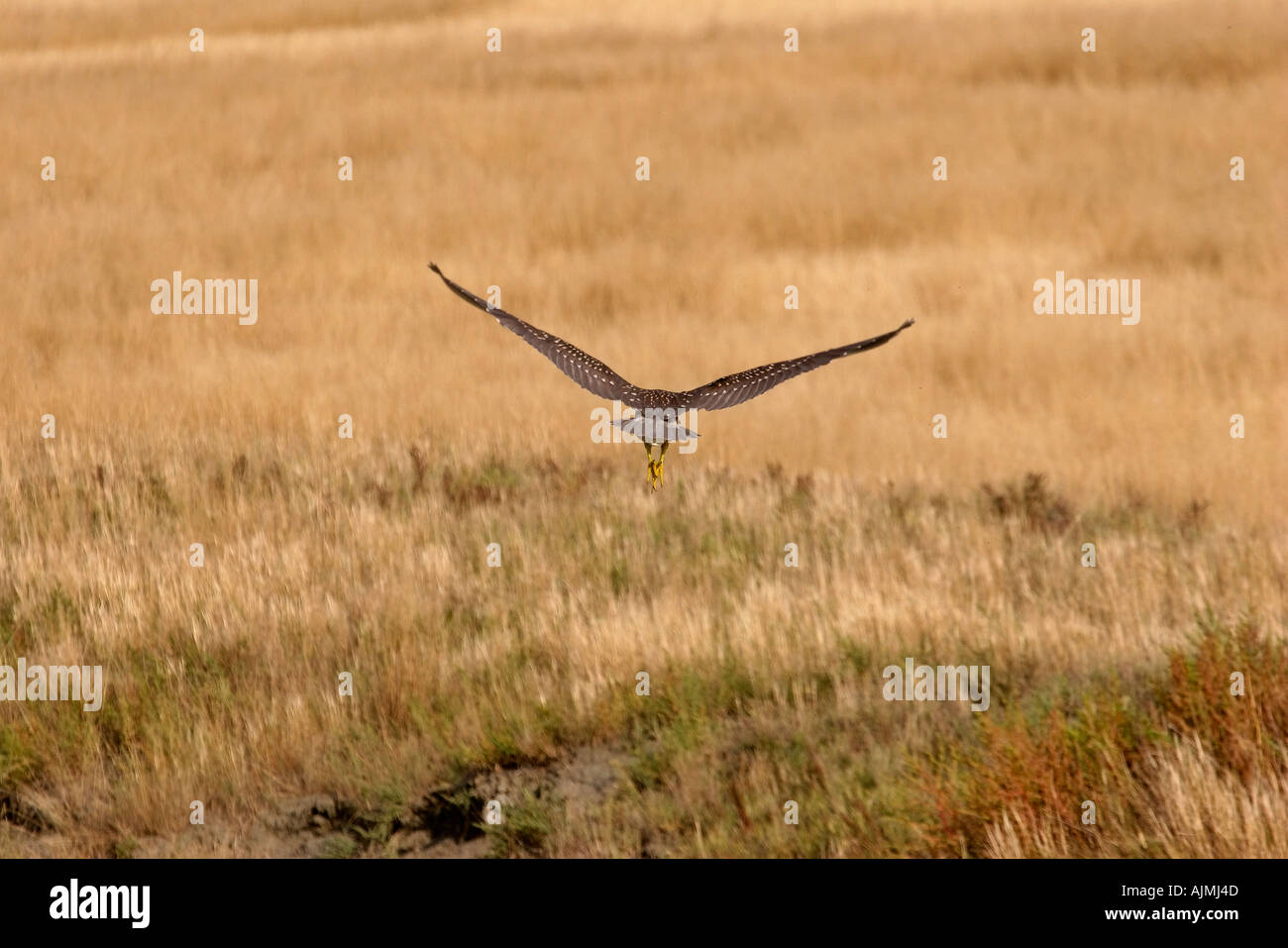 American Bittern in flight at Chaplin Lake in scenic Southern ...
