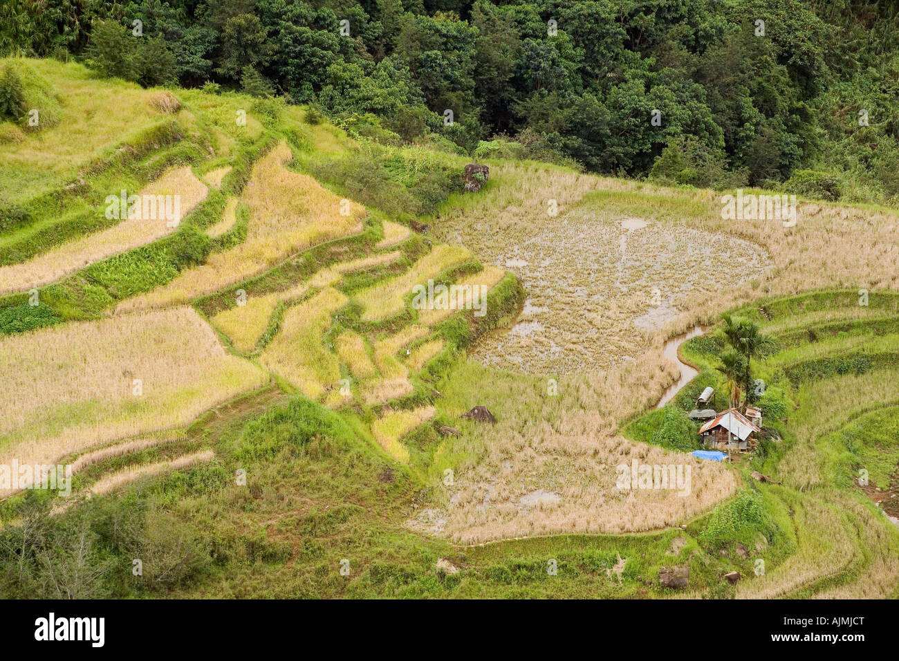 Banawe rice terraces hi-res stock photography and images - Alamy
