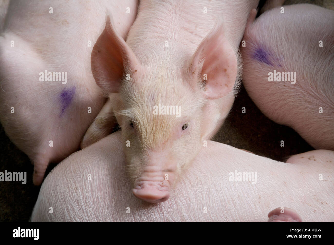 Hog raising hi-res stock photography and images - Alamy