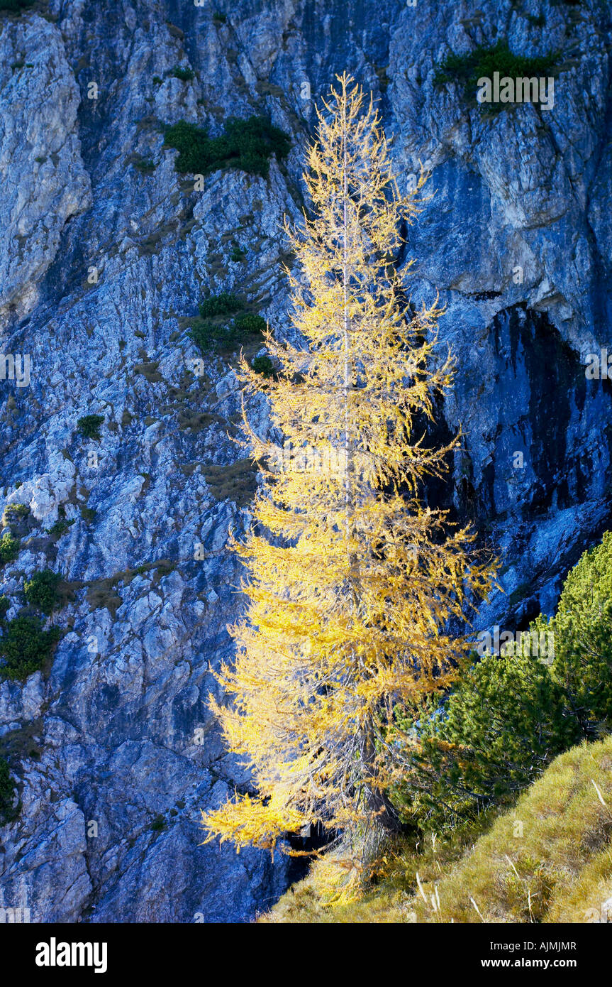 Larch tree in autumn colour Stock Photo - Alamy
