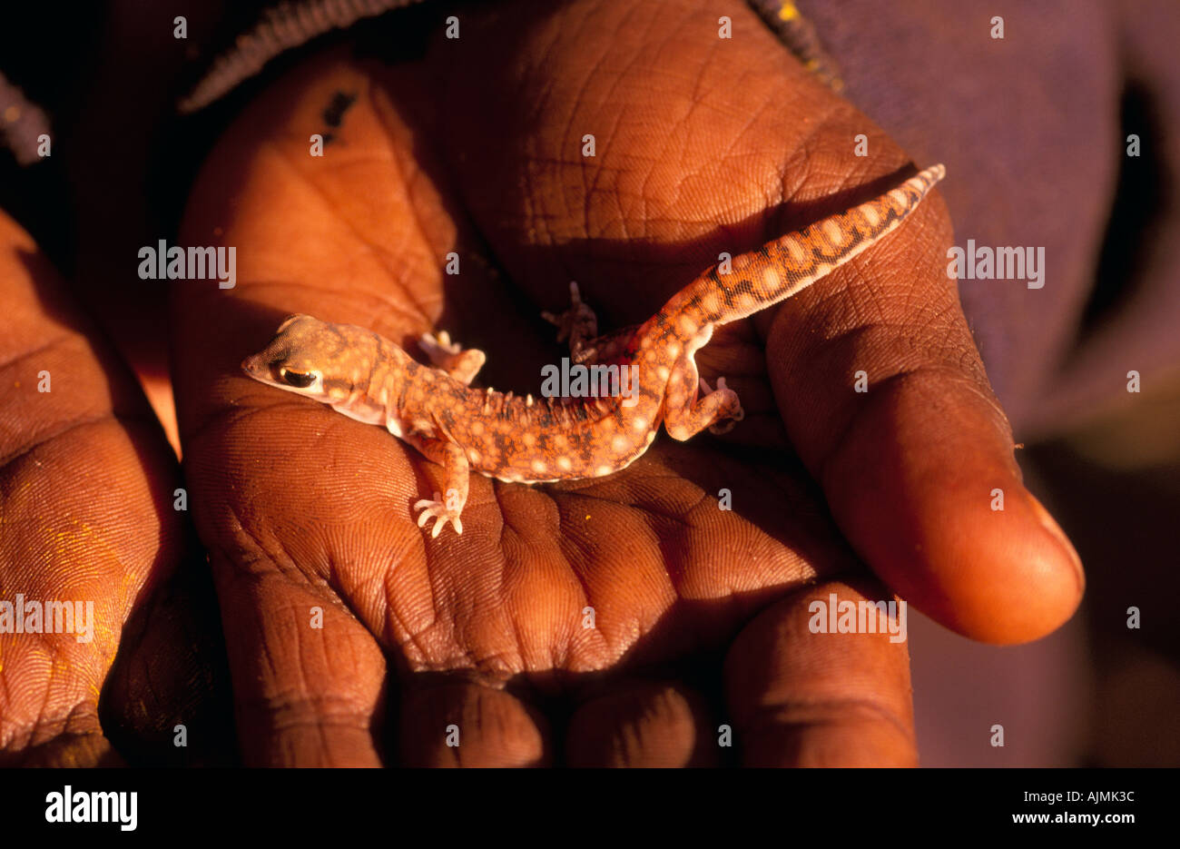 Marbled velvet gecko Mann Ranges Central Australia Horizontal Oedura ...