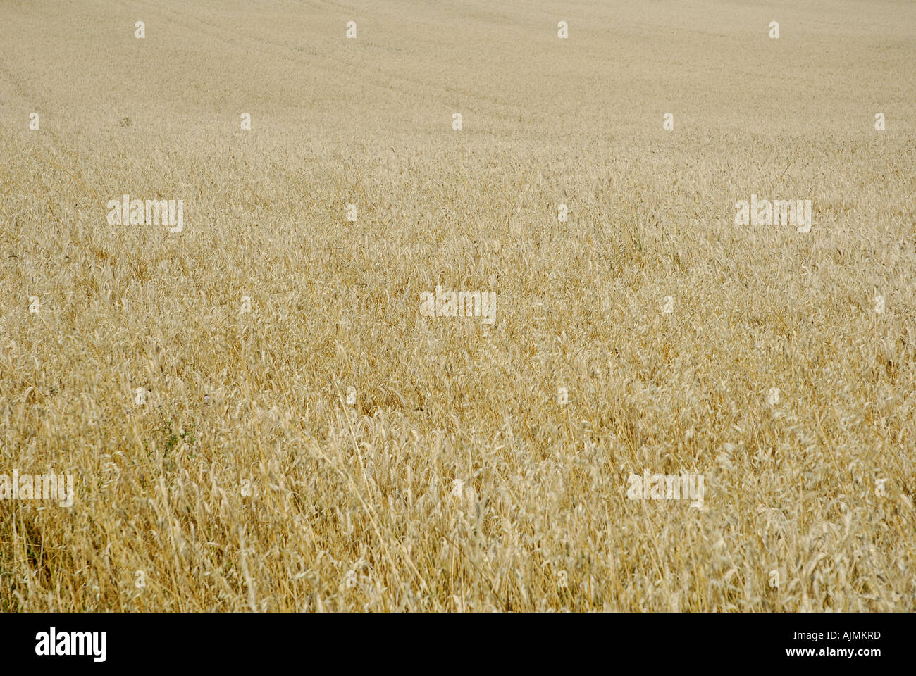 Field corn texture hi-res stock photography and images - Alamy