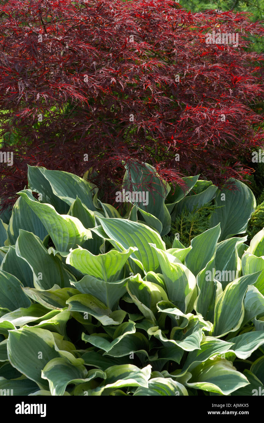 Hosta Regal Splendor with Acer palmatum red dragon Stock Photo - Alamy