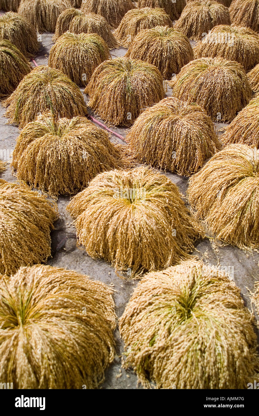 Palay Stock Photos & Palay Stock Images - Alamy