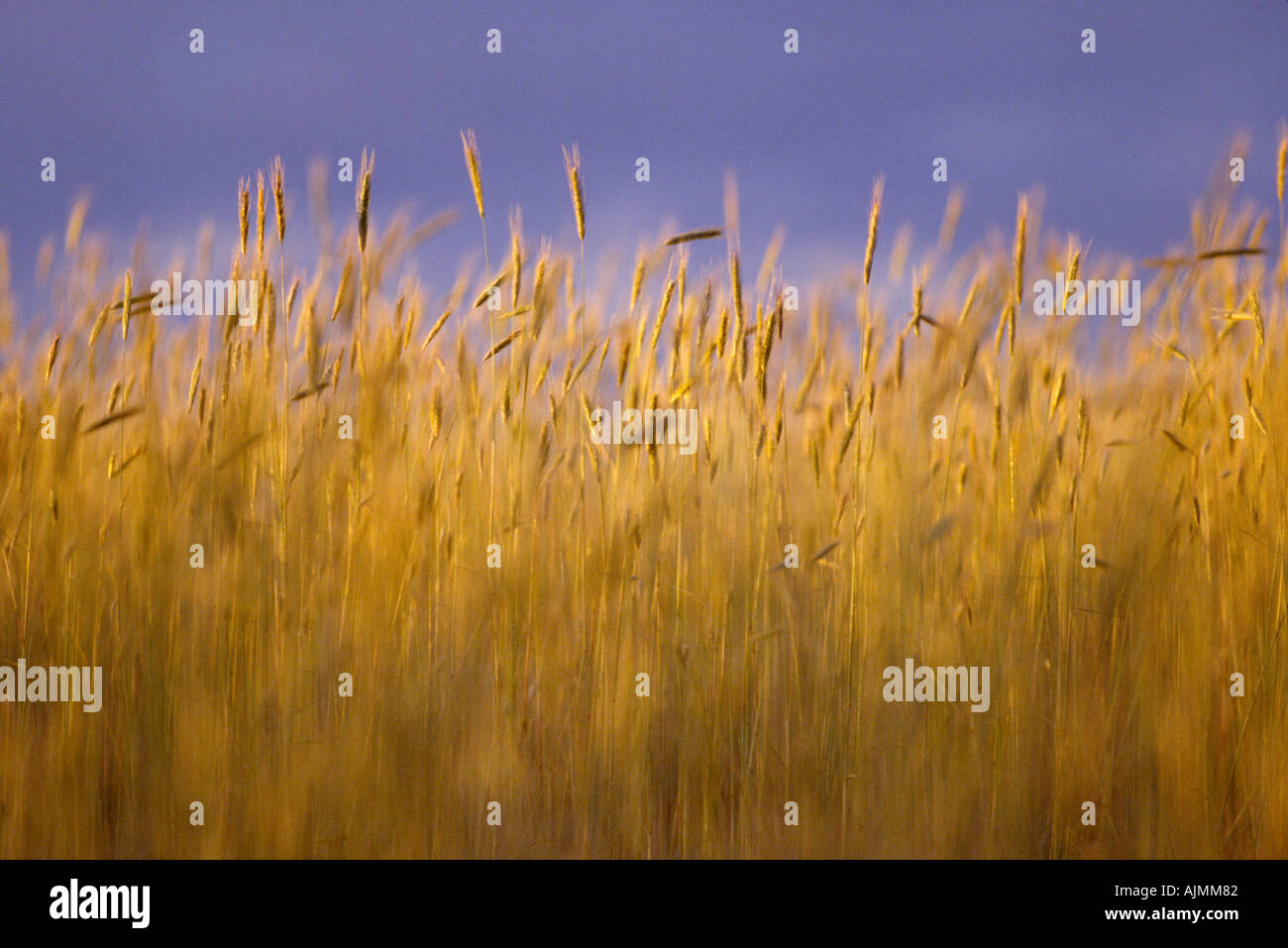 Wheat harvest australia hi-res stock photography and images - Alamy