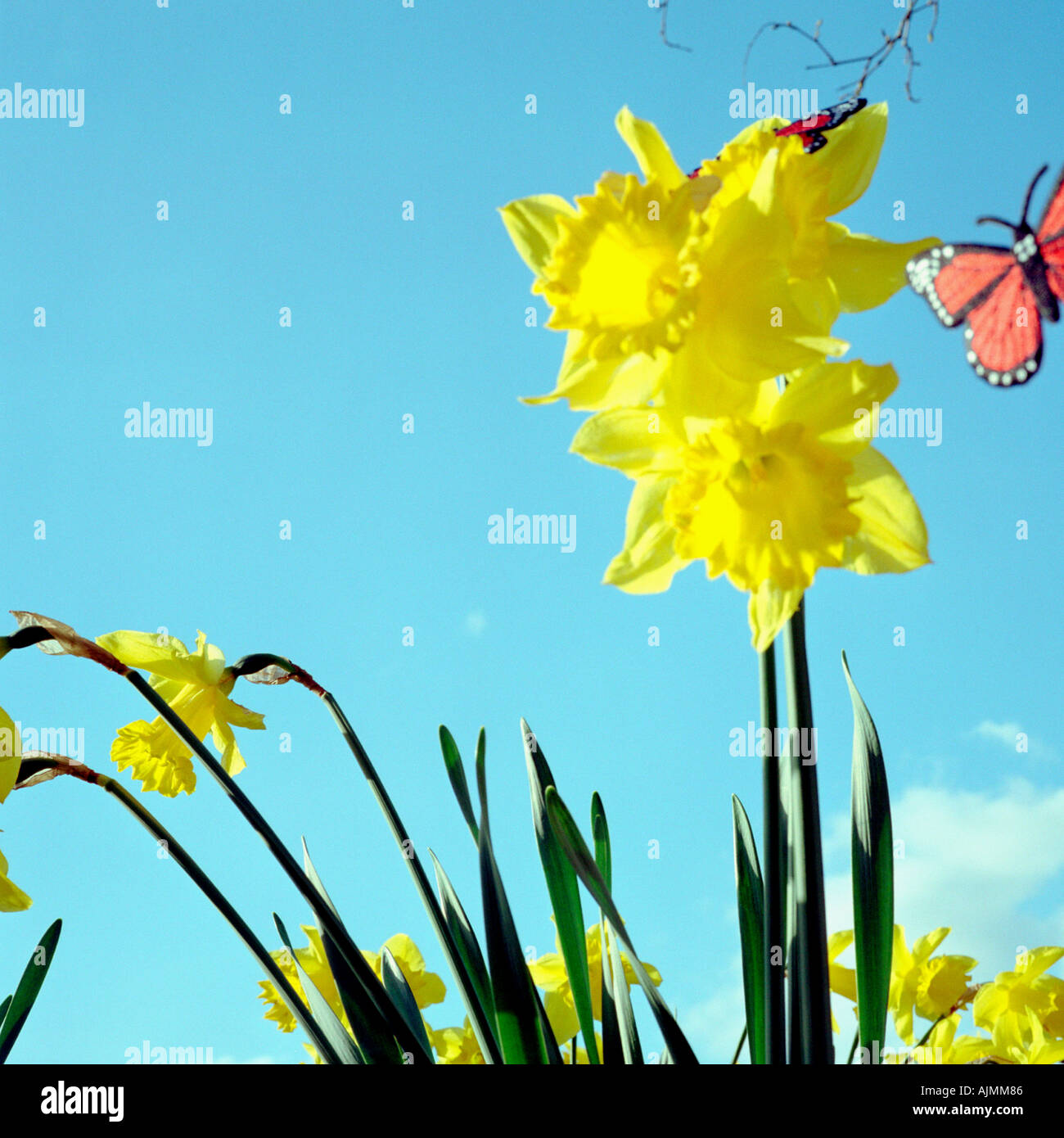 Butterfly daffodils hi-res stock photography and images - Alamy
