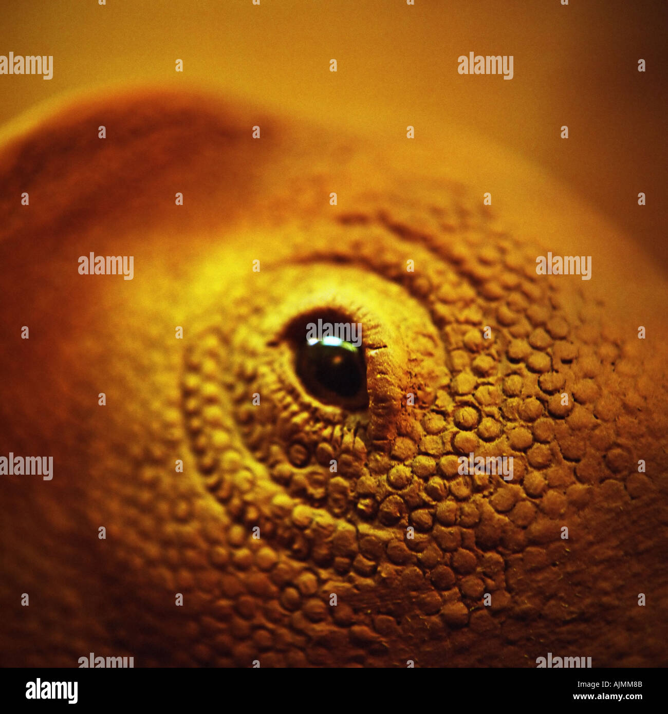 Lizards anatomy hi-res stock photography and images - Alamy