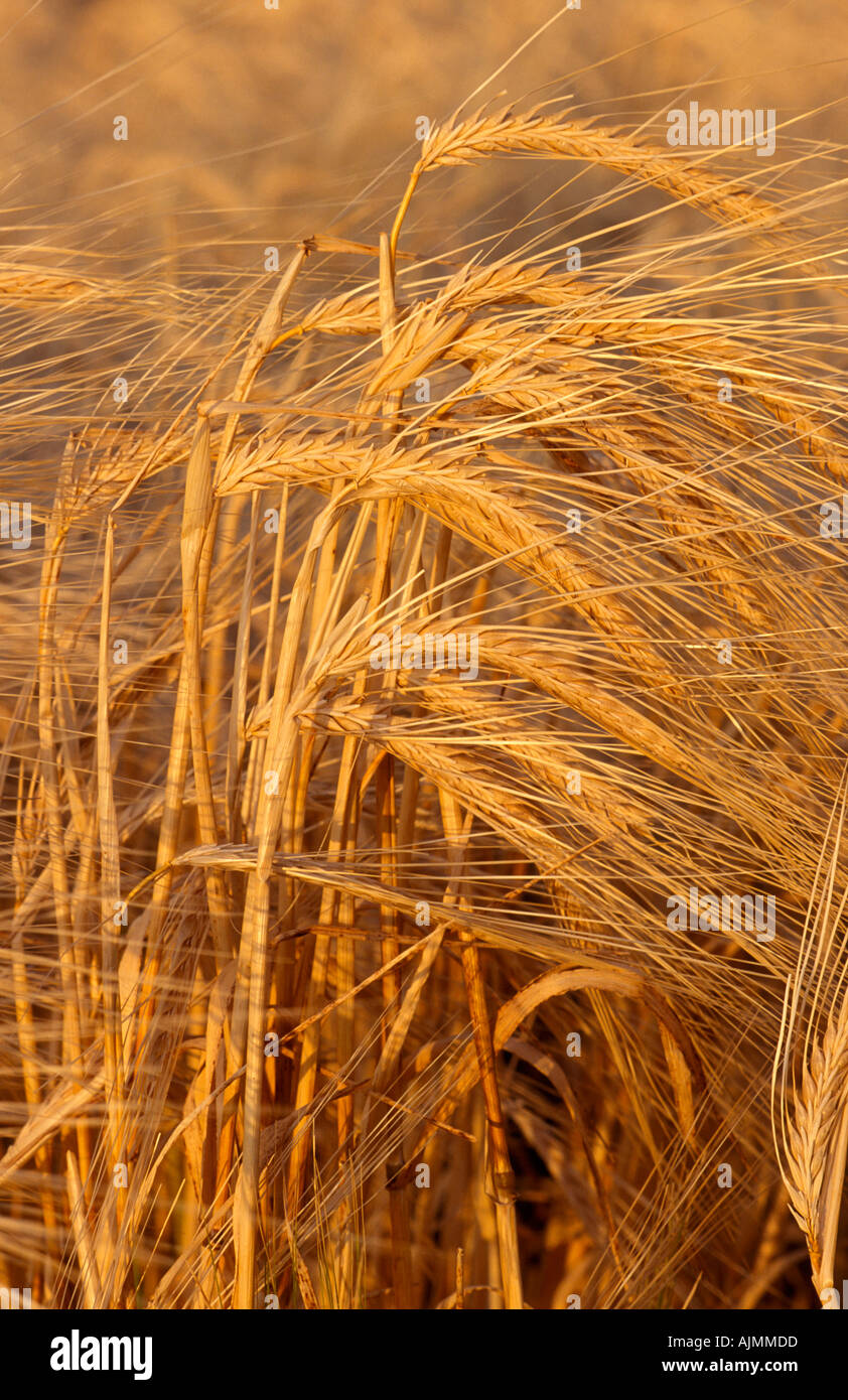 Wheat, Western Australia Stock Photo - Alamy