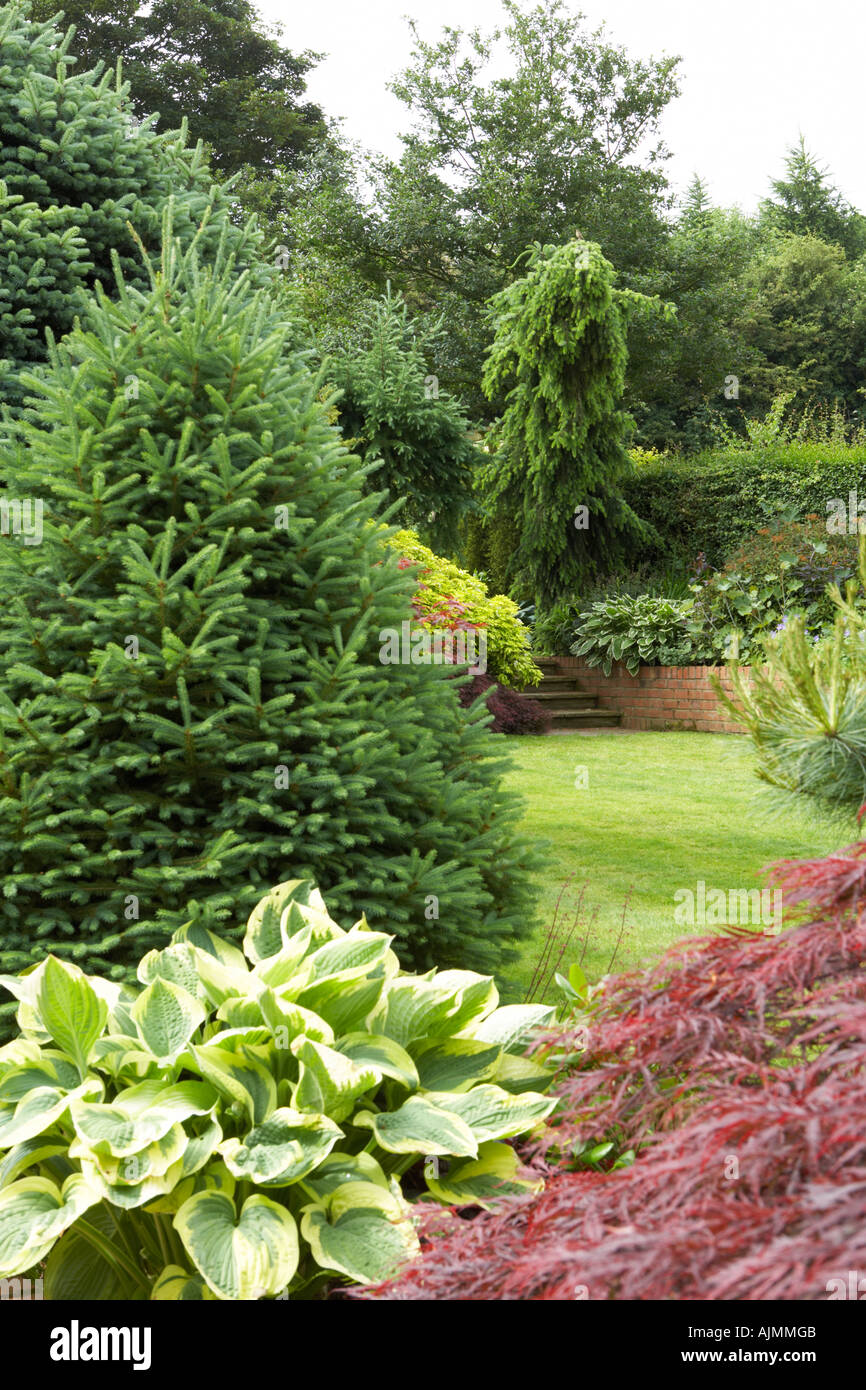 Mixed conifers hi-res stock photography and images - Alamy