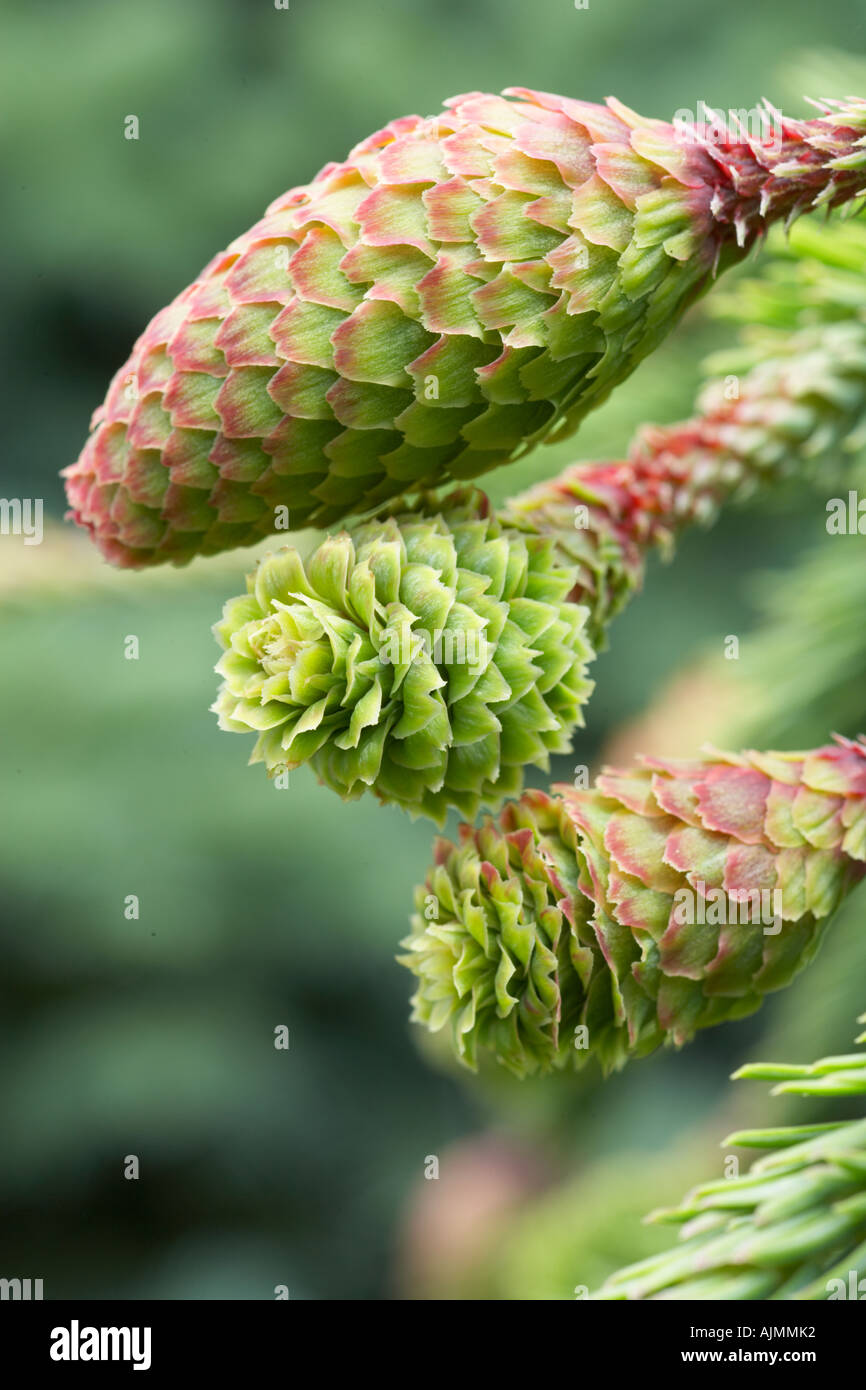 Pine Picea abies acracona with new cones Stock Photo - Alamy