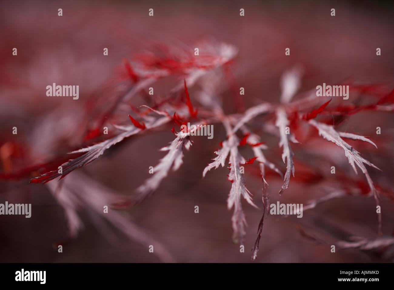 japanese maple acer palmatum red dragon Stock Photo - Alamy