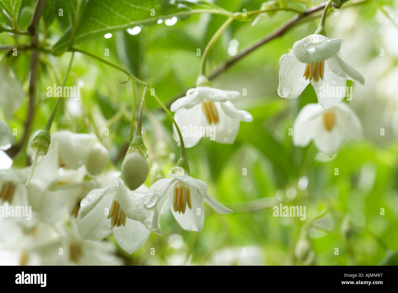 Japanese snowbell hi-res stock photography and images - Alamy