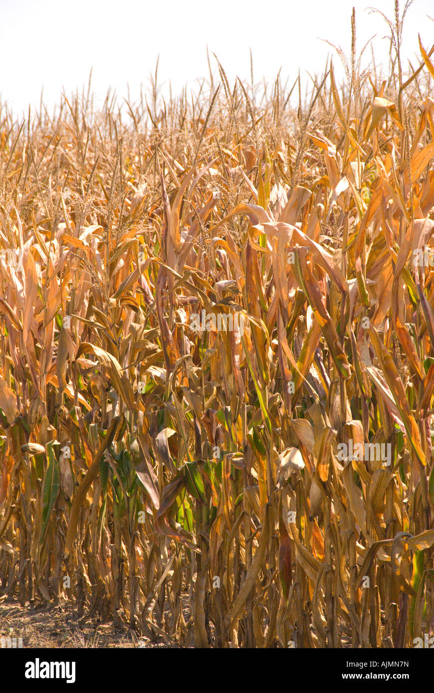weather, dry, drought, impact, withered corn field stalks, global ...