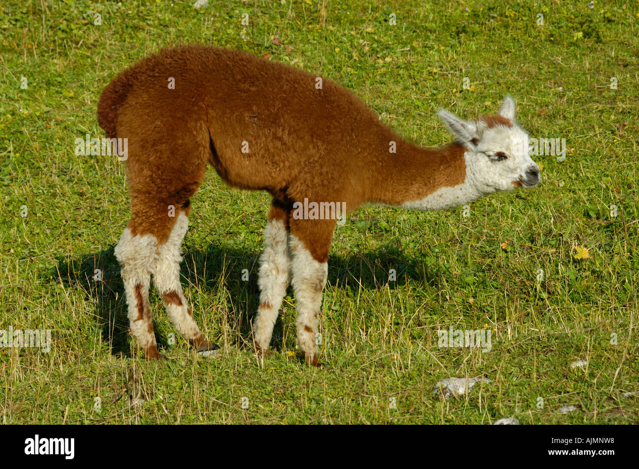 Llama cria eating hi-res stock photography and images - Alamy