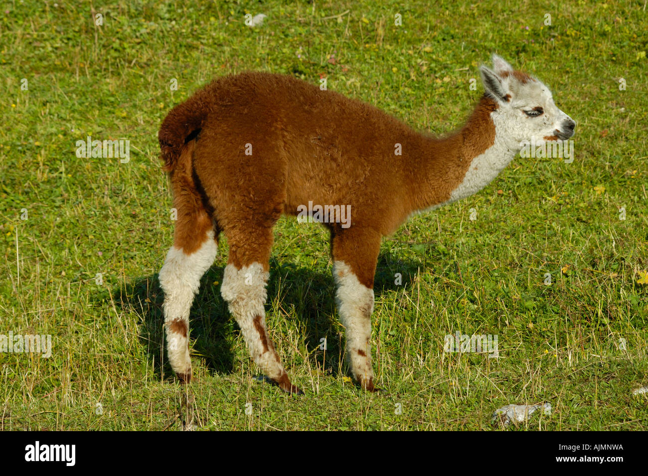 Llama cria eating hi-res stock photography and images - Alamy