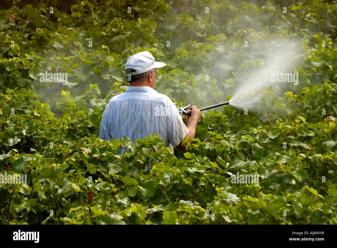 Hand spraying weedkiller hi-res stock photography and images - Alamy