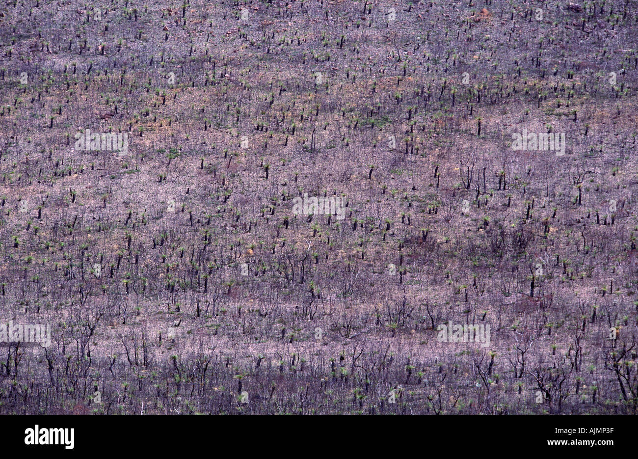 Bushfire regrowth, Western Australia Stock Photo - Alamy