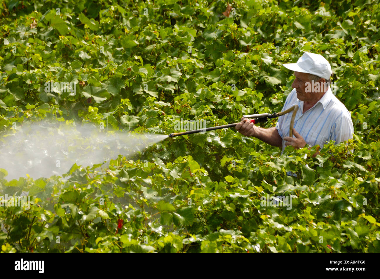 Pesticide spraying rose hi-res stock photography and images - Alamy