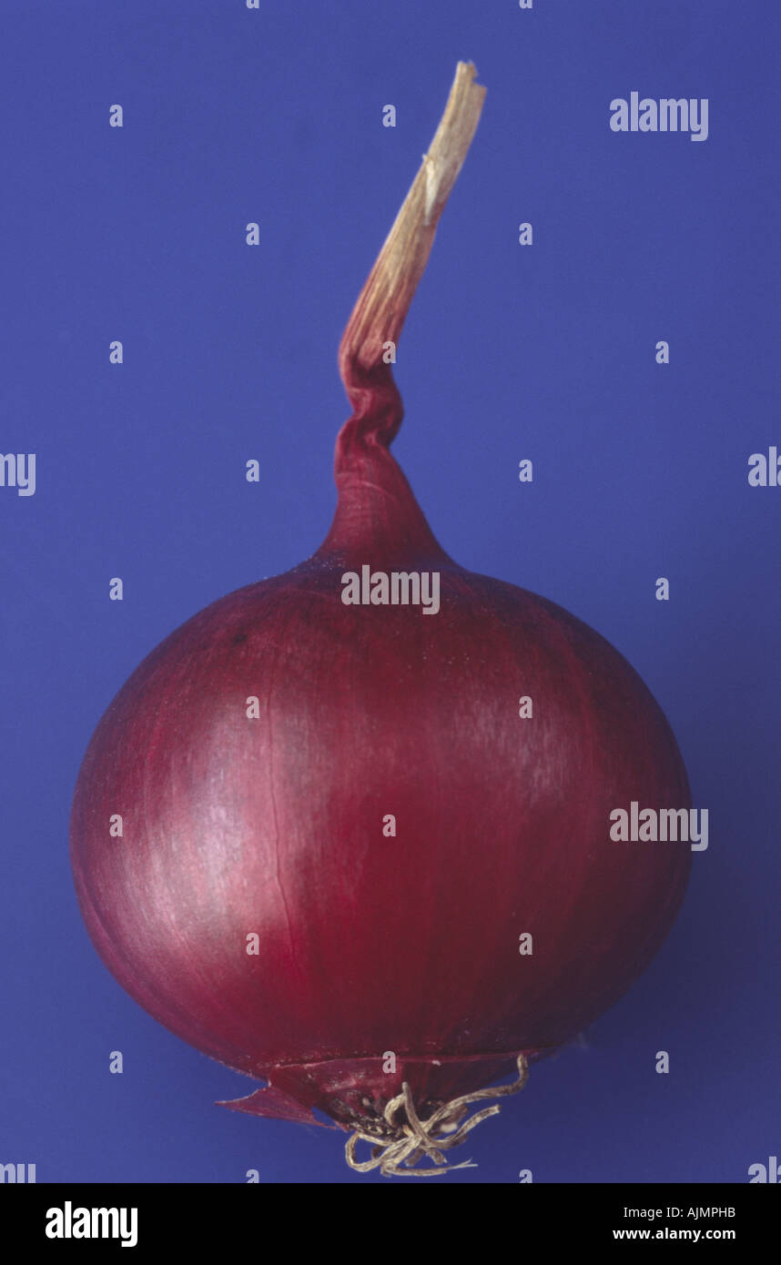 Allium cepa 'Red Baron'. Onion Stock Photo - Alamy