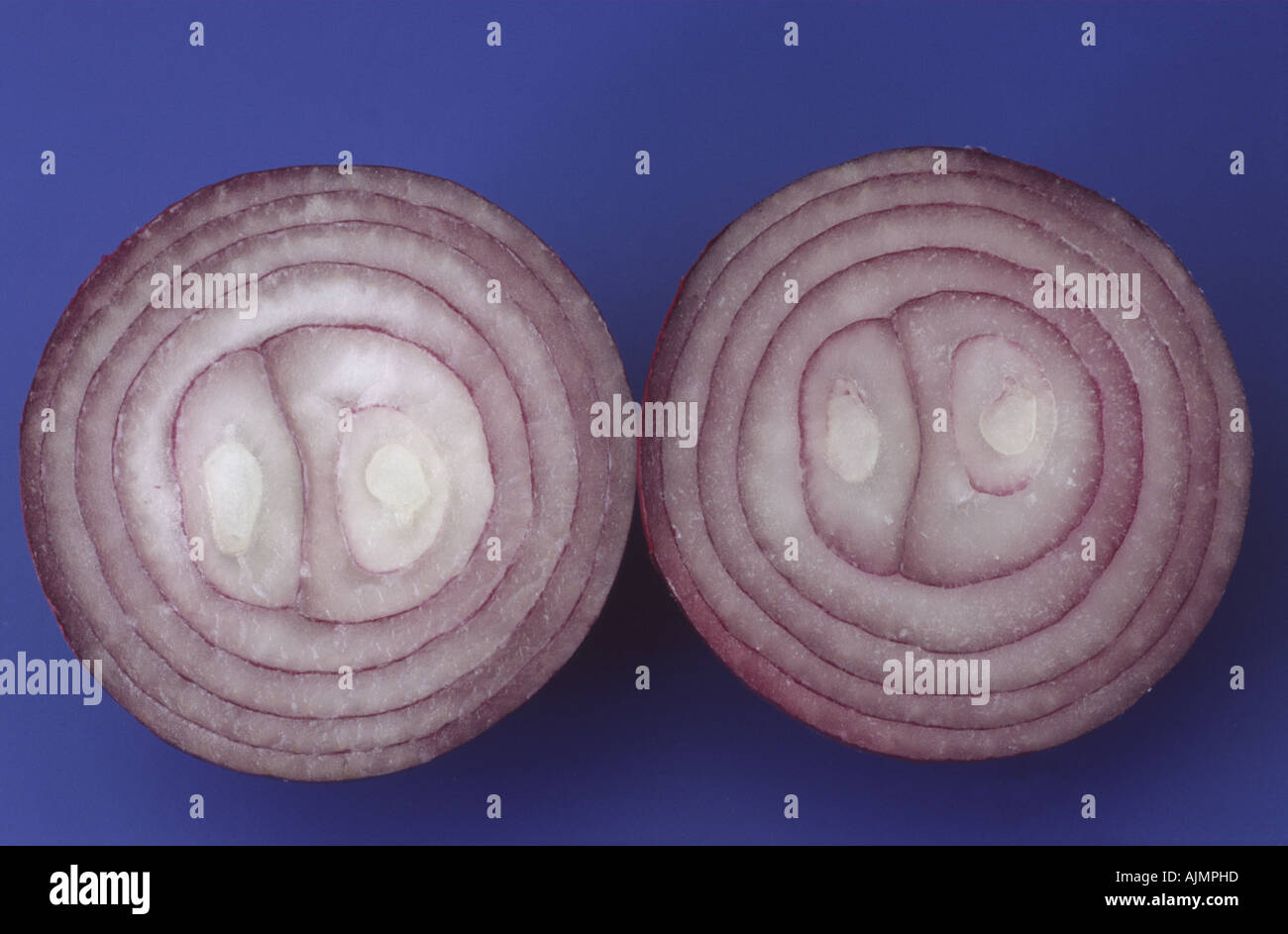 Allium cepa 'Red Baron'. Onion cut open Stock Photo - Alamy