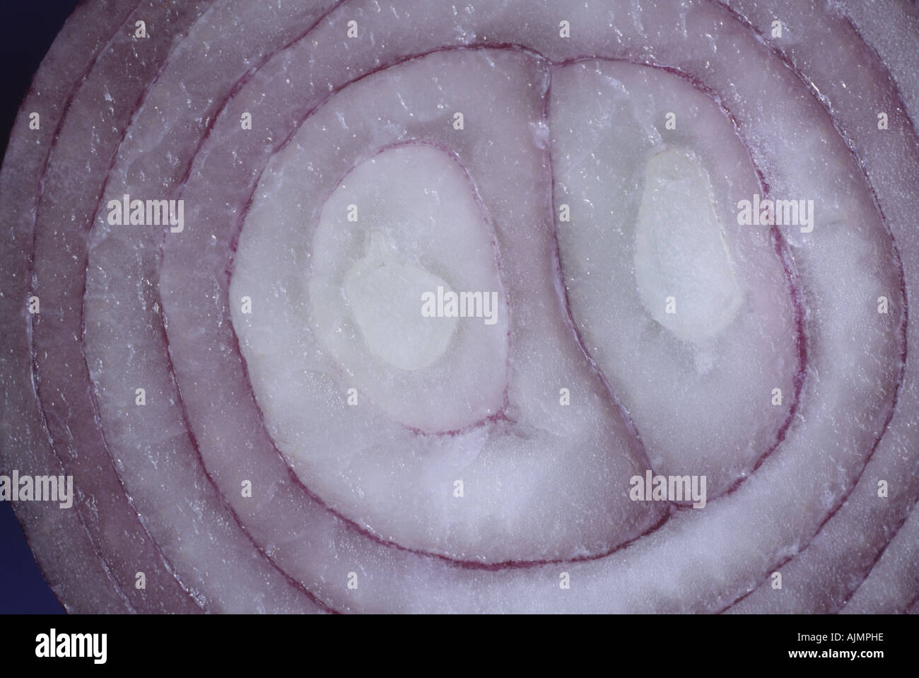 Allium cepa 'Red Baron'. Onion cut open Stock Photo - Alamy