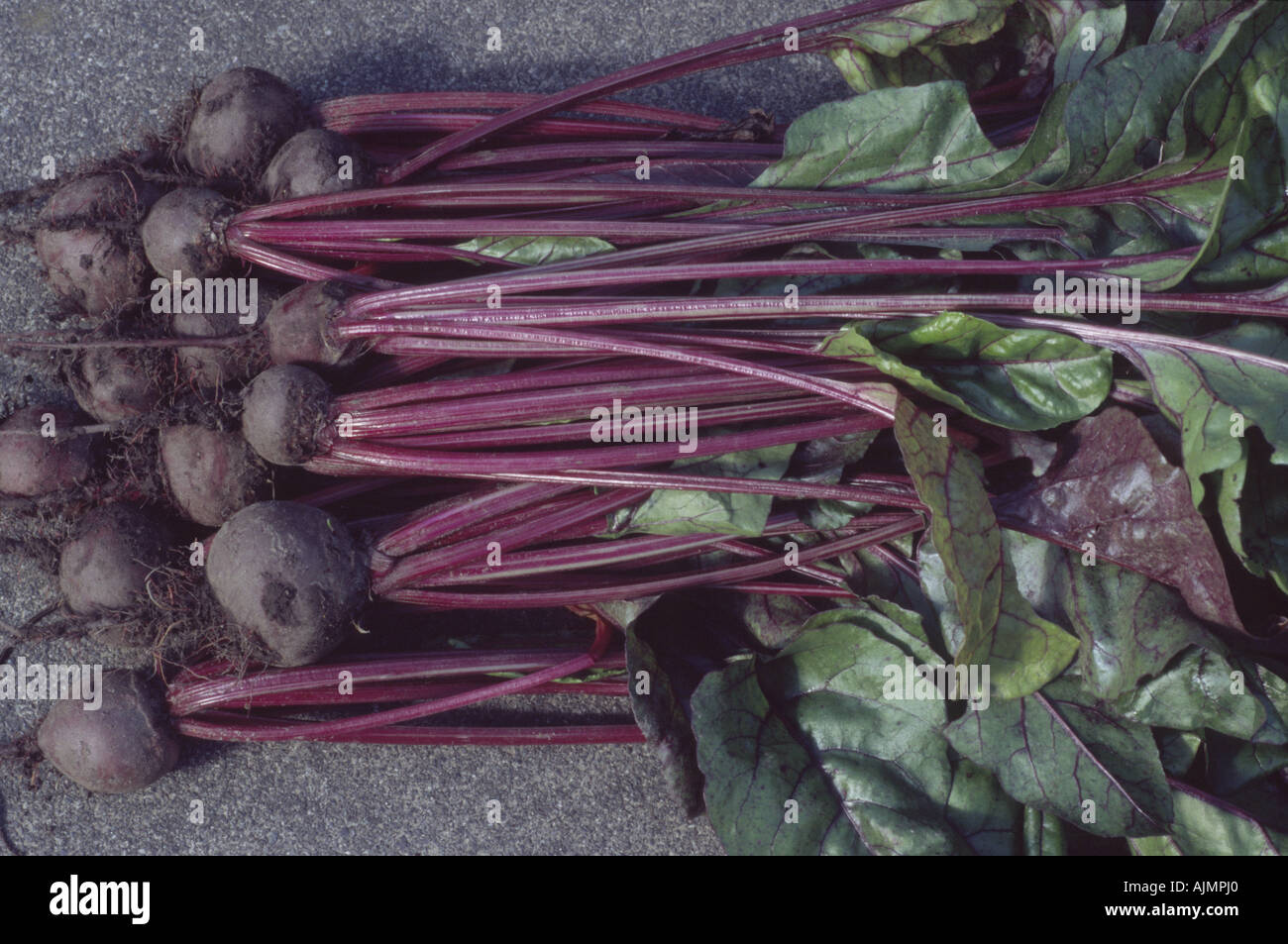 Boltardy beetroot hi-res stock photography and images - Alamy