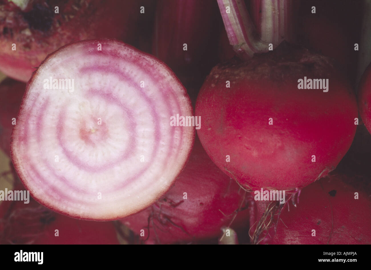 Beta vulgaris 'Chioggia Pink' Beetroot washed, one cut open showing ...