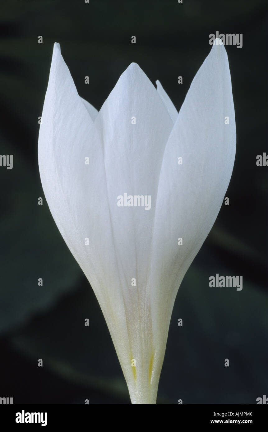 Crocus speciosus 'Albus' AGM Stock Photo - Alamy