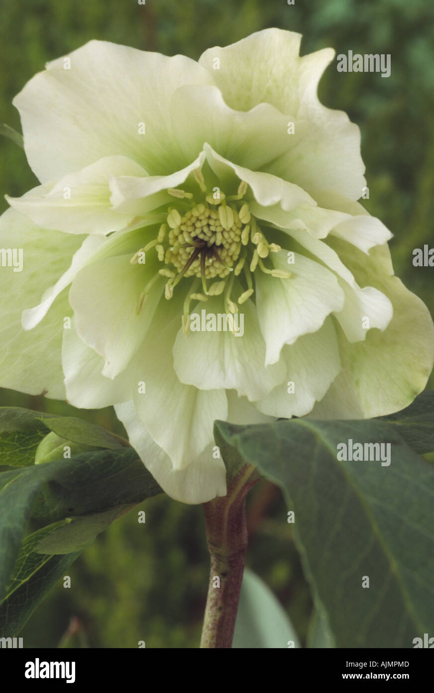 Double hellebores hi-res stock photography and images - Alamy