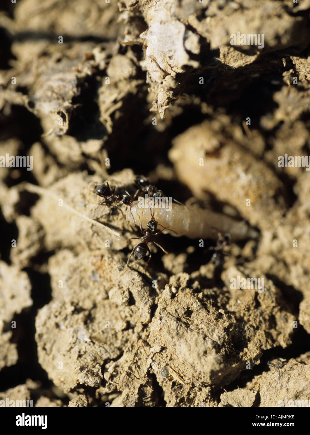 Ants attacking insects hi-res stock photography and images - Alamy