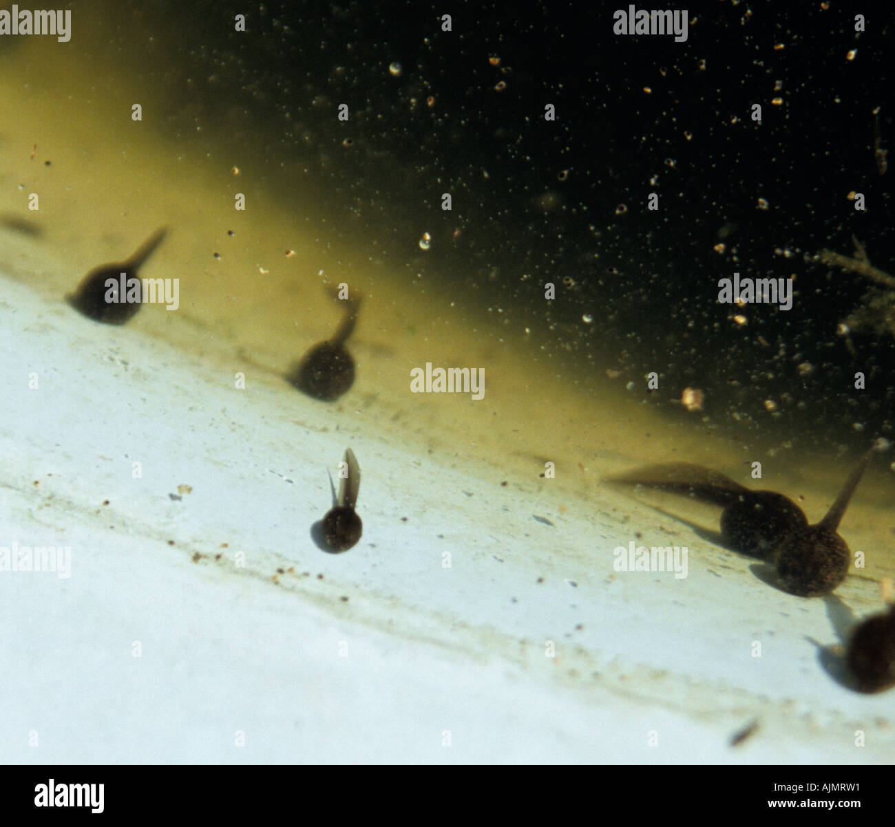Baby tadpoles hi-res stock photography and images - Alamy