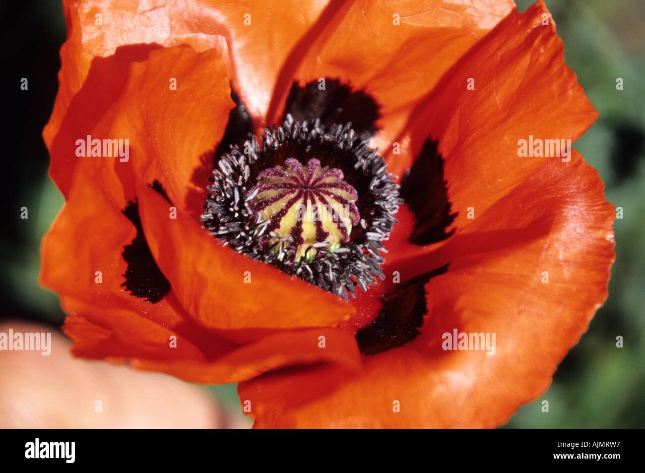 oriental poppy, papaver allegro Stock Photo - Alamy