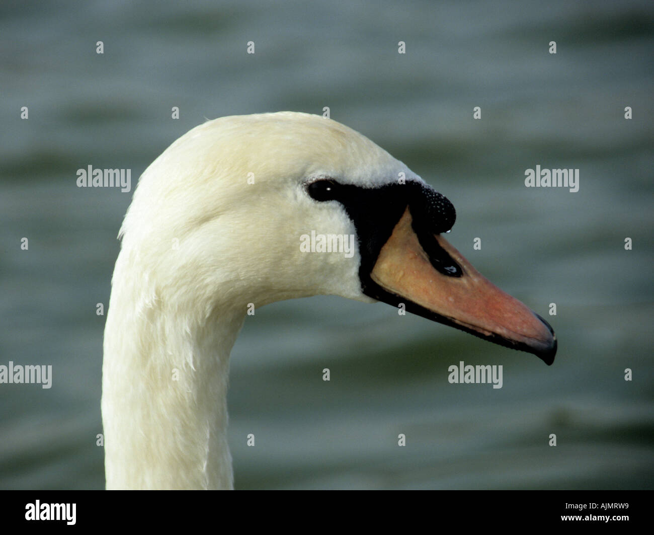 Adult mute swan in head close up pose Stock Photo - Alamy