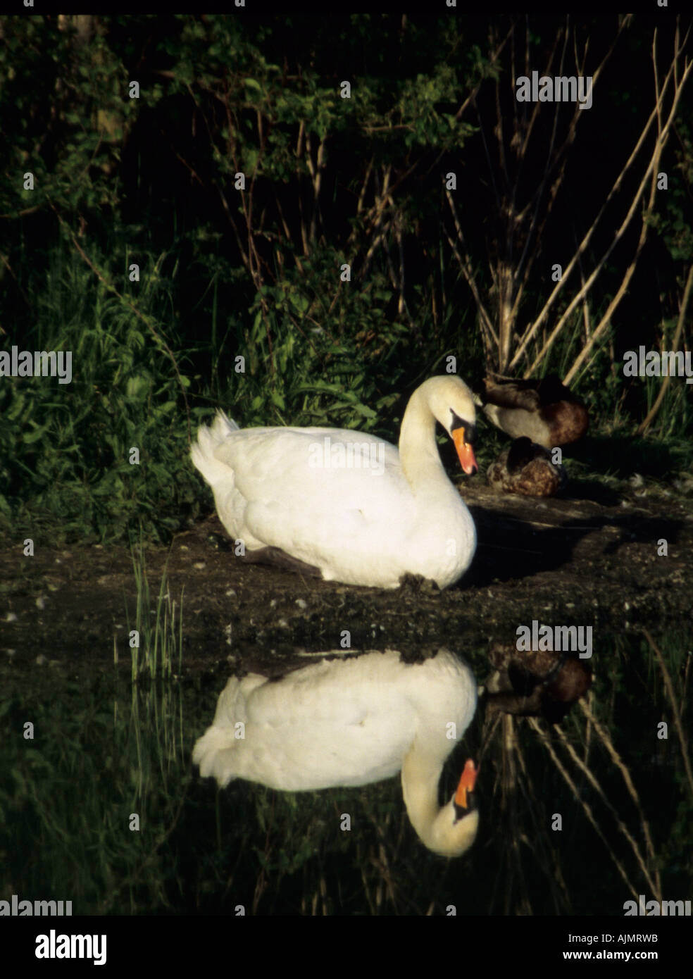 Pond and mode hi-res stock photography and images - Alamy
