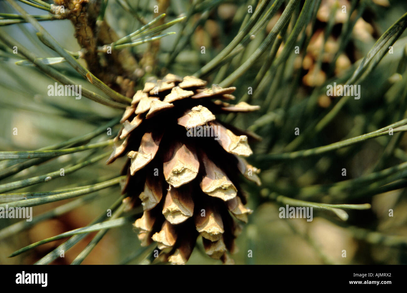 Conical pine cone hi-res stock photography and images - Alamy
